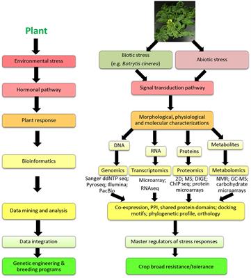 Frontiers | ‘Omics’ and Plant Responses to Botrytis cinerea